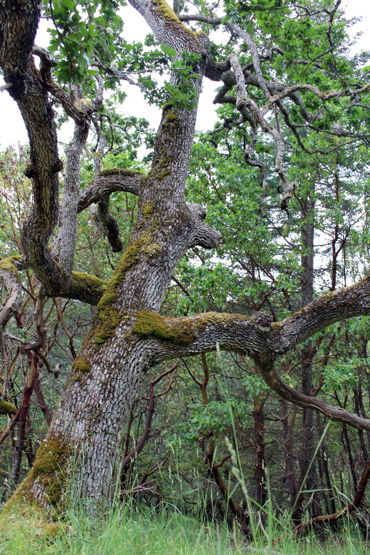 garry oak ecosystem