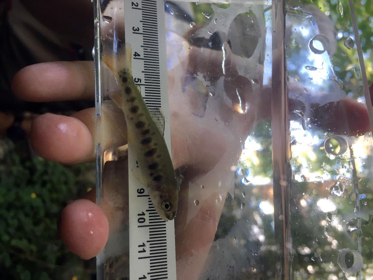 Minnow Trapping in Nanaimo | Vancouver Island University | Canada